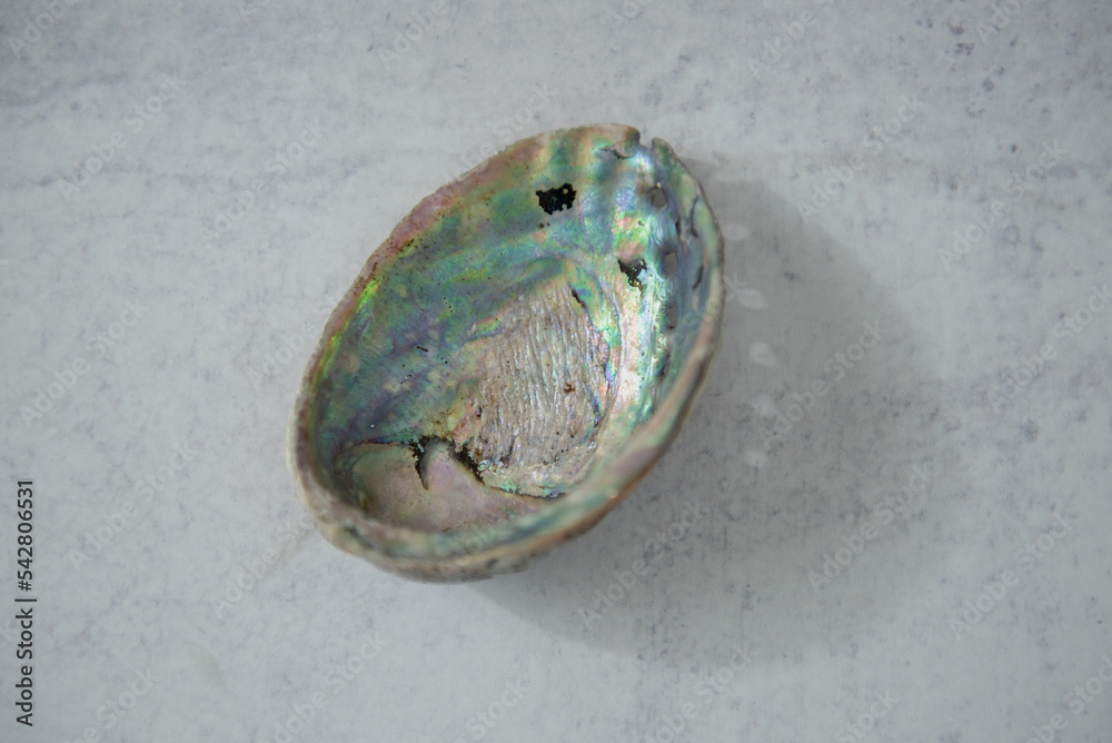 Paua unpolished shell on concrete background. Close up with shadow ...