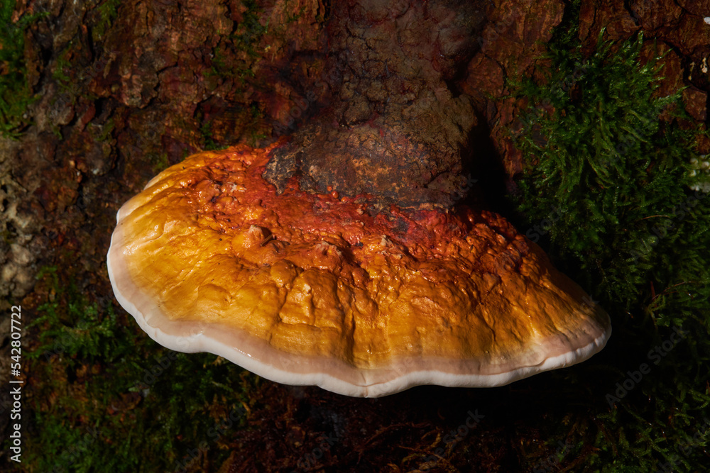 Reishi Mushroom (Ganoderma Tsugae) growing on Hemlock Tree. Medicinal ...