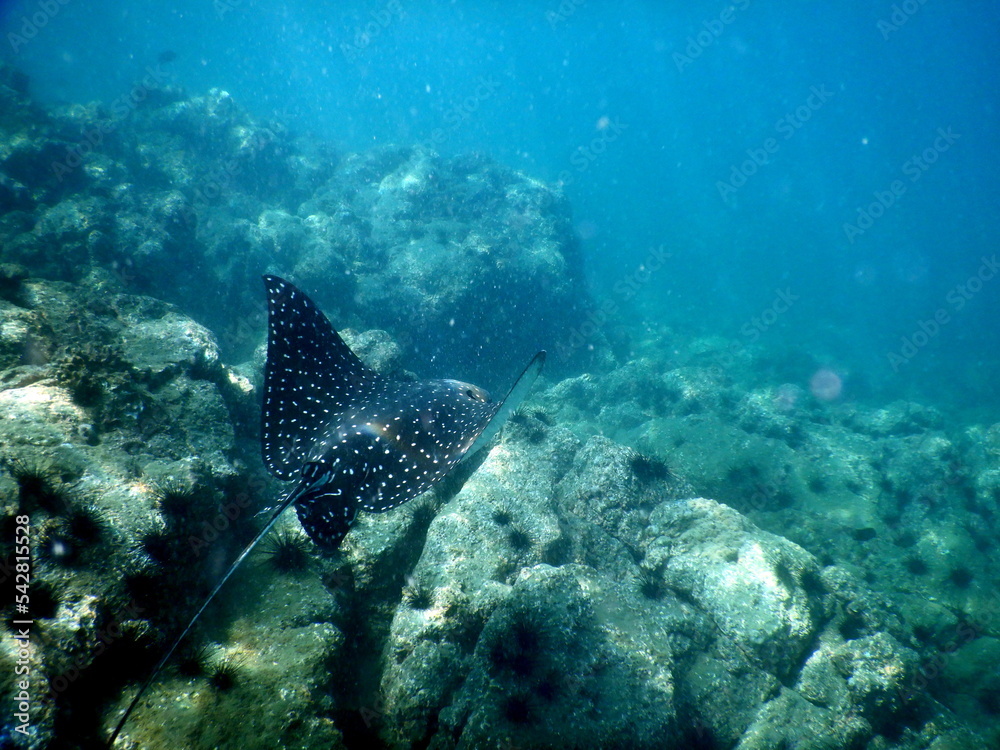 Costa Rica Pacific Sea Life Stock-Foto | Adobe Stock