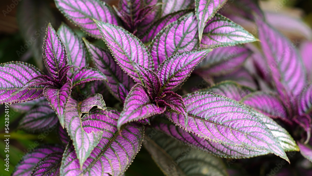 Strobilanthes dyeriana with dark purple color combination Stock Photo ...
