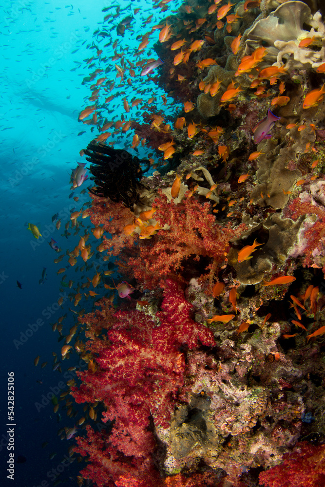 Poster Coral reefs of Naigani in Fiji – Wall Art | UkPosters