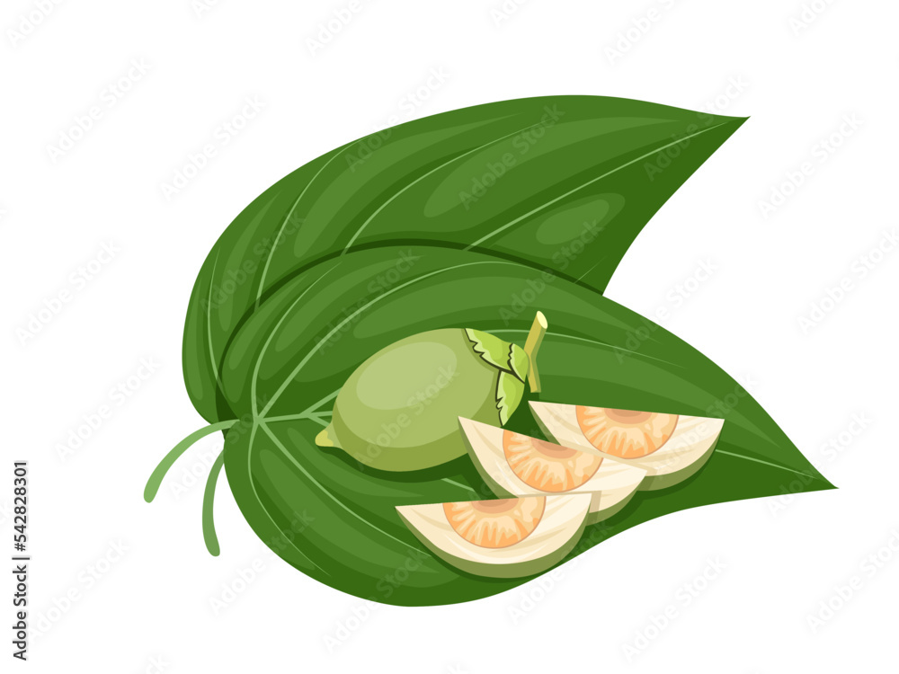Vector illustration, green betel leaf and areca nut, isolated on a ...