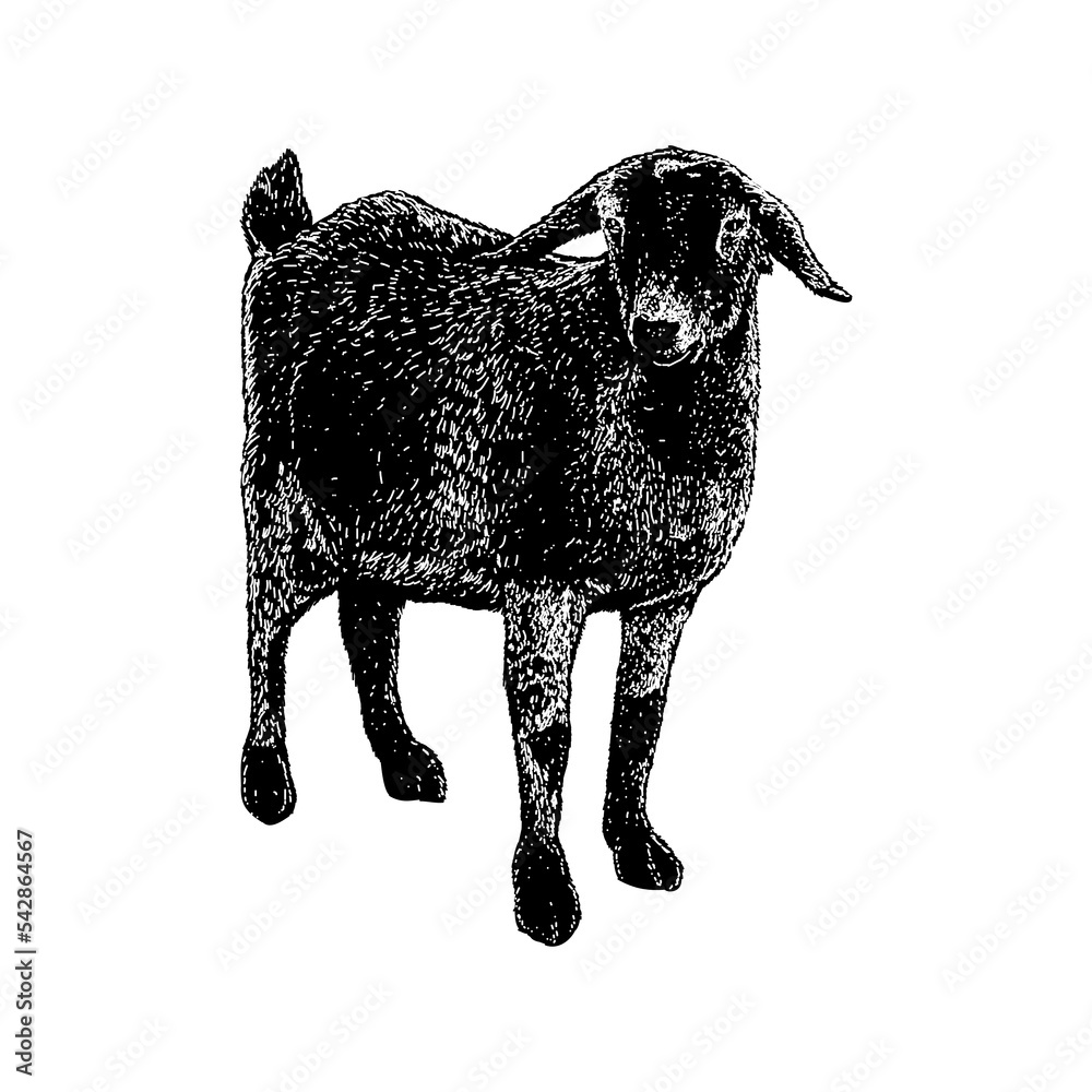 Kinder Goat hand drawing vector illustration isolated on background ...