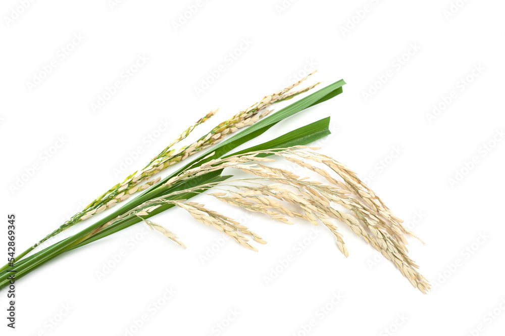Rice blast disease pyricularia oryzae on white background. Stock Photo ...