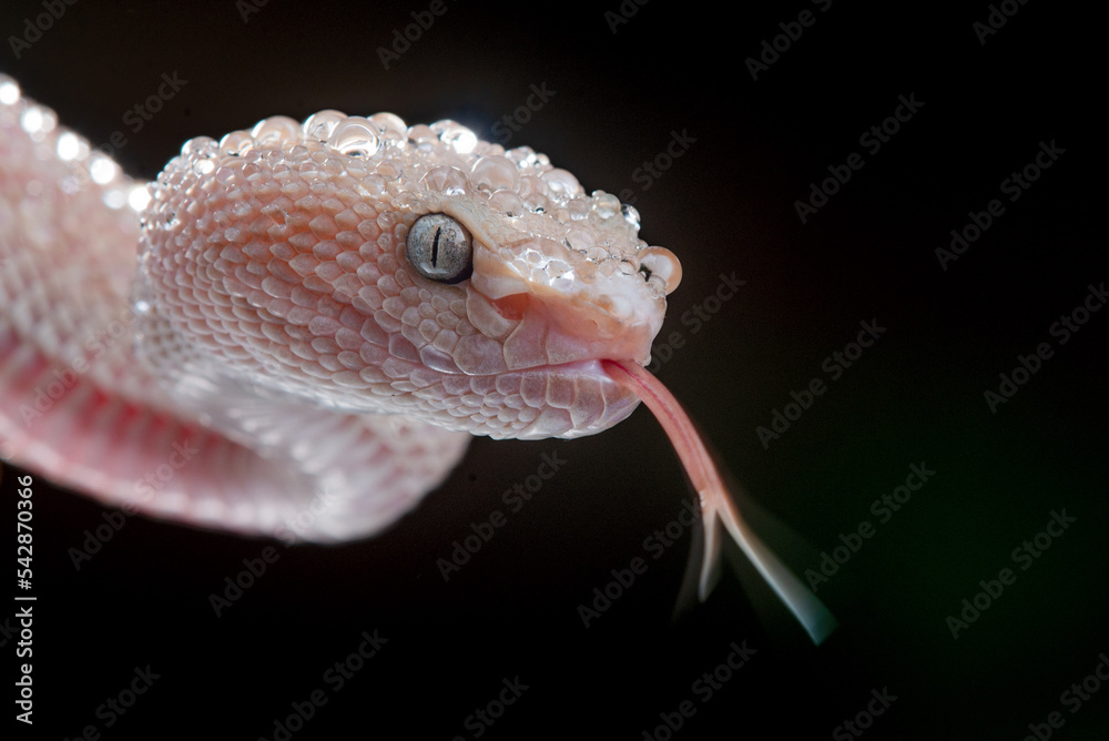 facial close up of female pink mangrove pit viper snake trimeresurus ...