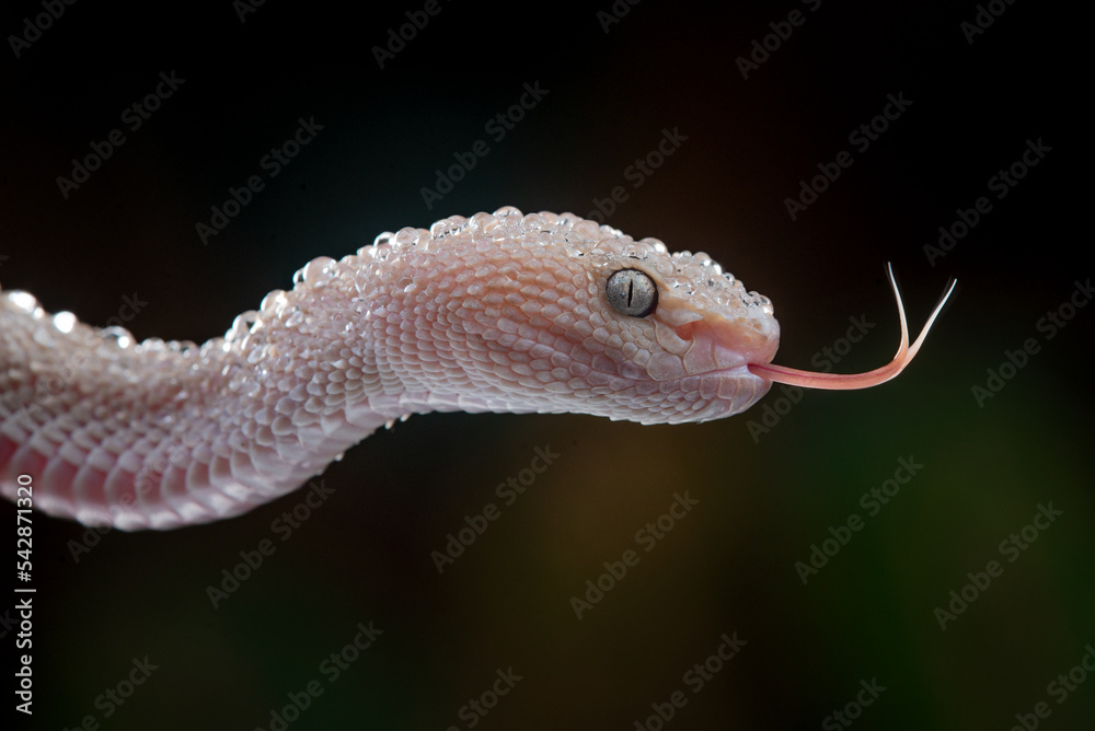 facial close up of female pink mangrove pit viper snake trimeresurus ...