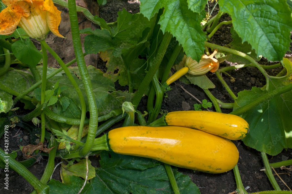 Zucchini plant (Cucurbita pepo) with yellow fruits growing in a garden ...