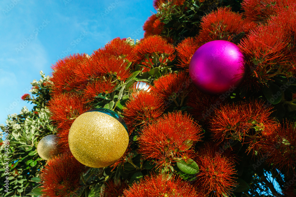 The striking red flowers of New Zealand's native Pohutukawa tree with ...