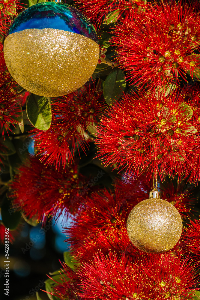 The striking red flowers of New Zealand's native Pohutukawa tree with ...