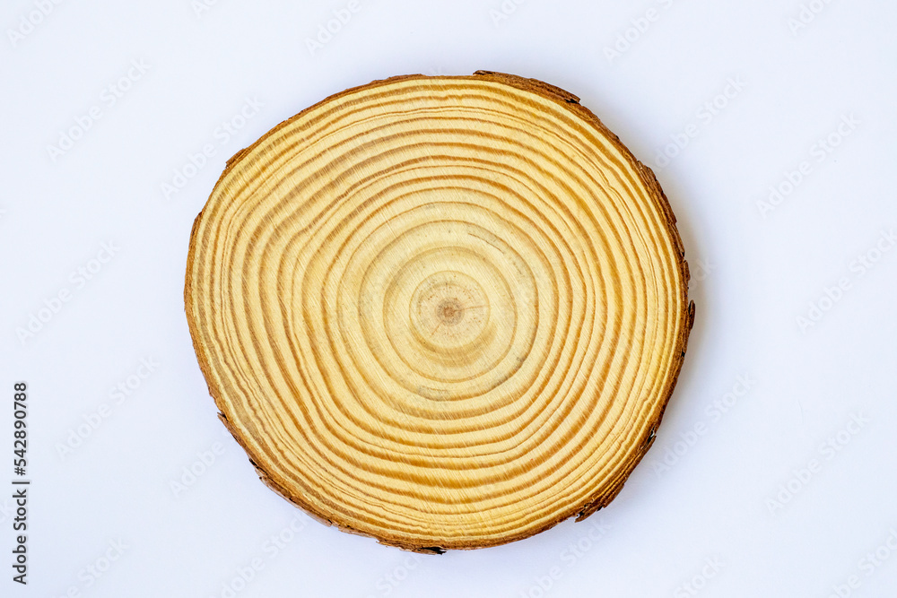 Fresh cut of a young tree. A piece of tree trunk or branch cut from the ...