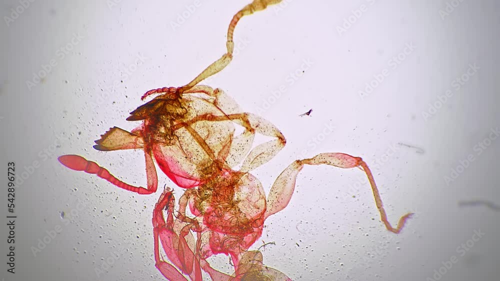 Microscopic footage of an ant whole mount magnified in 40 times filmed ...