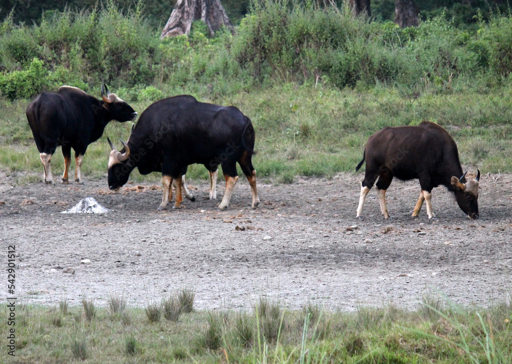 Bison grazing inside the forest at Jaldapara National Park (JNP) at ...