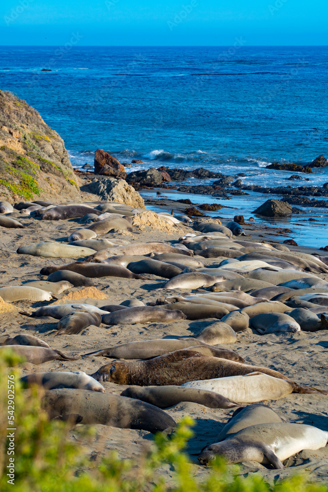 Elephant seals lying on the shore at Elephant Seal Vista Point near San ...