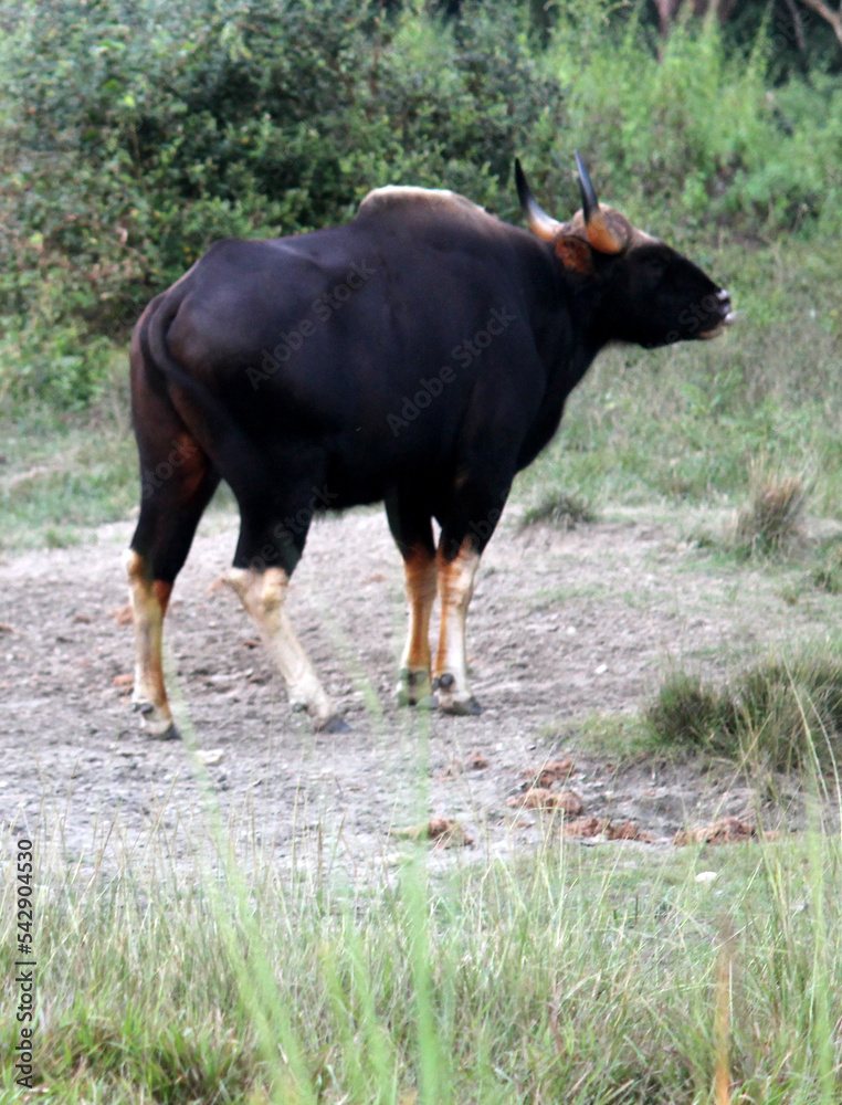 Bison grazing inside the forest at Jaldapara National Park (JNP) at ...