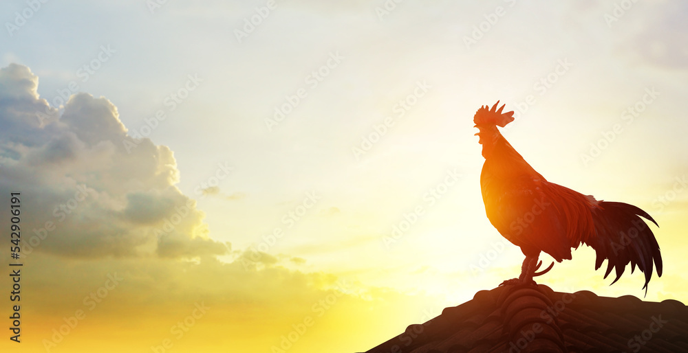 Rooster Sunrise