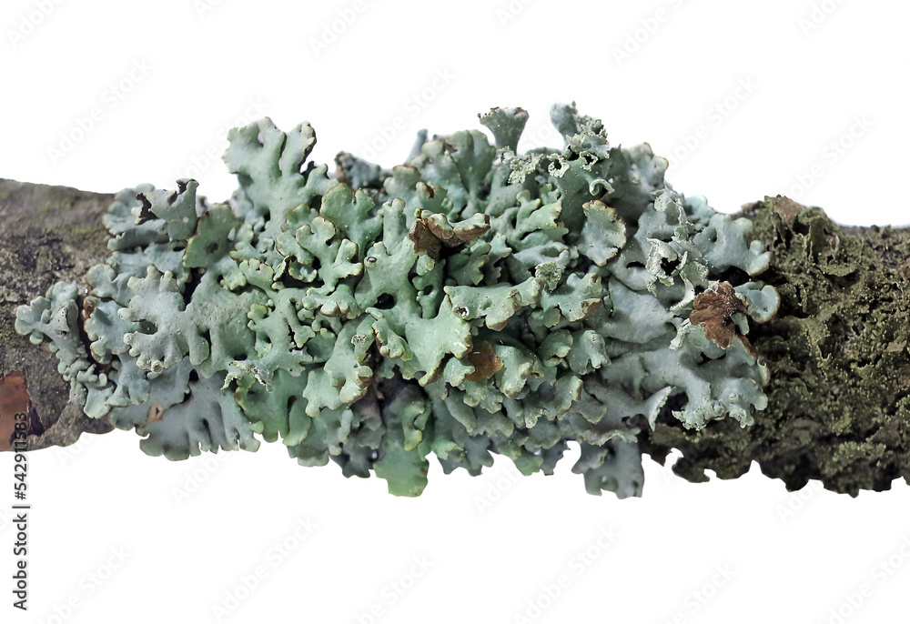 Lichen Parmelia sulcata is a foliose lichen in the family Parmeliaceae ...