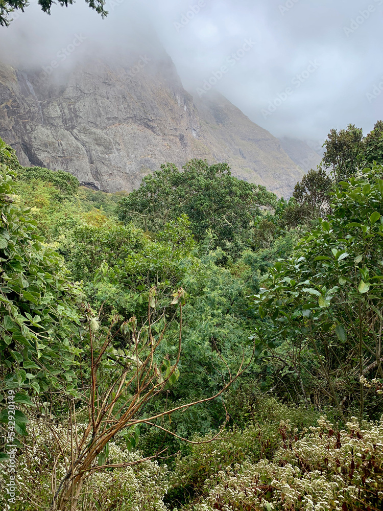 Végétation dans la forêt tropicale de l'île de la Réunion Stock Photo ...