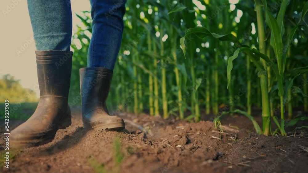 corn farming. a farmer walks next to a field of corn close-up of his ...