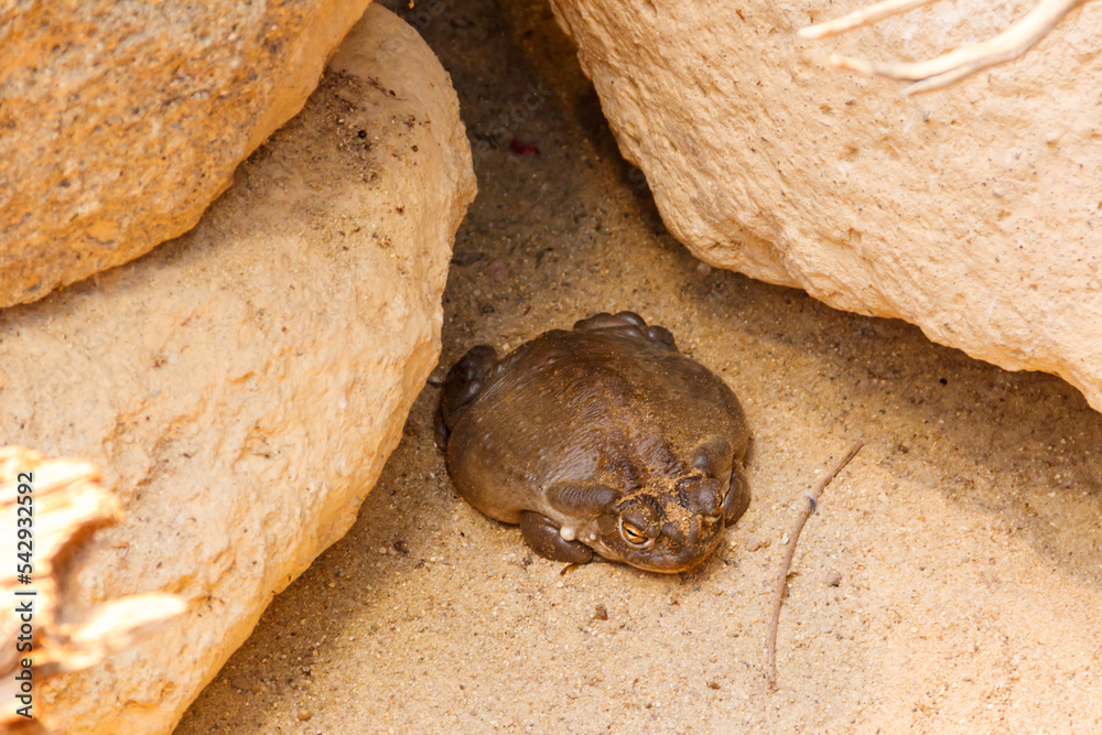 Colorado River toad (Incilius alvarius), also known as the Sonoran ...