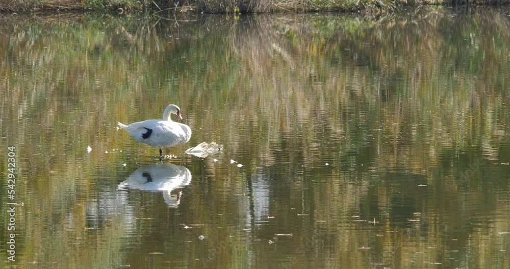 Swan stay on dry wood in lake in wild nature. HQ 4K DCI video. Stock ...