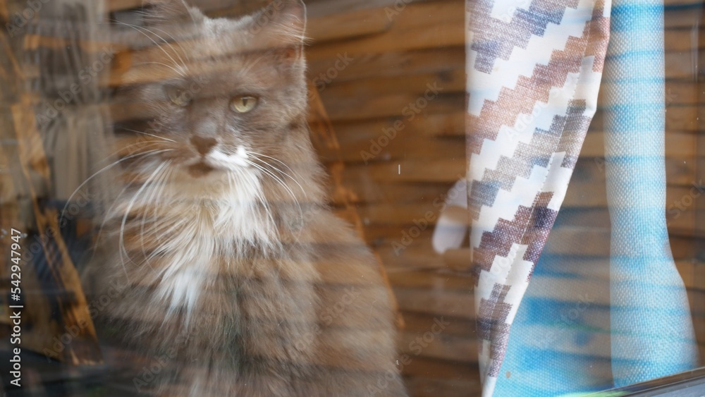 Outside window funny gray cats that come out are expected to take a ...