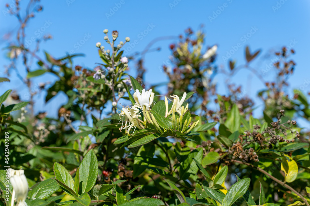Japanese Honeysuckle Lonicera japonica, Caprifoliaceae. Variegated ...