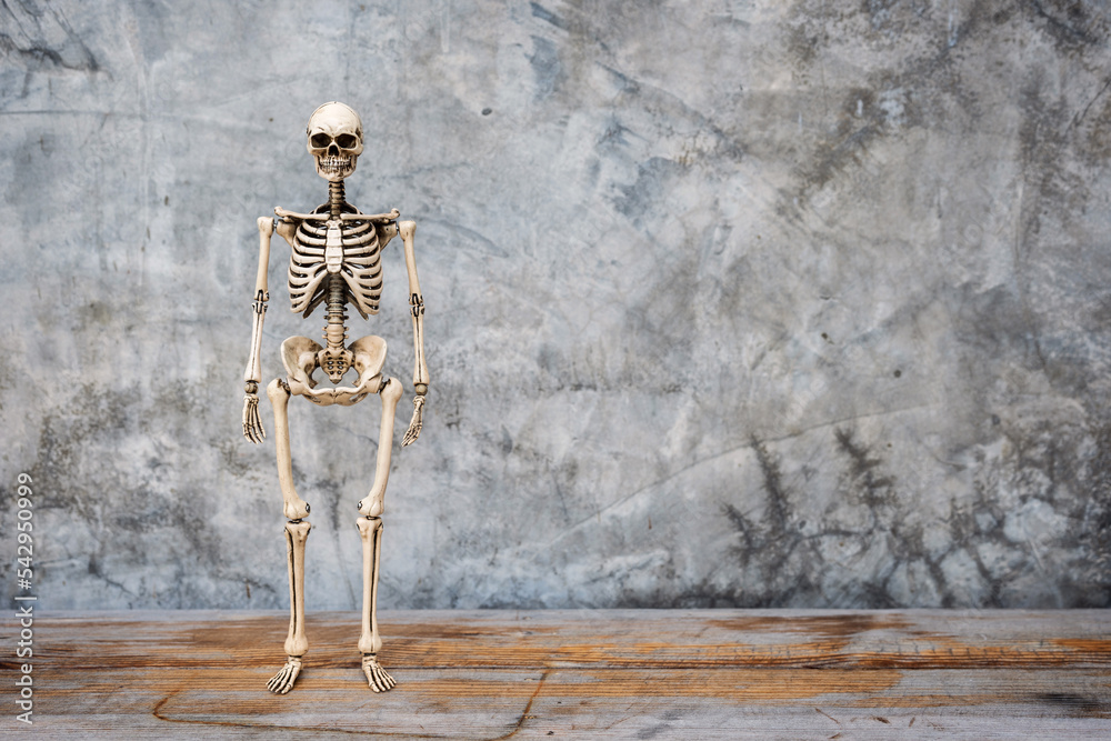 Human Skeleton in the dark background and copy space bare plaster or ...