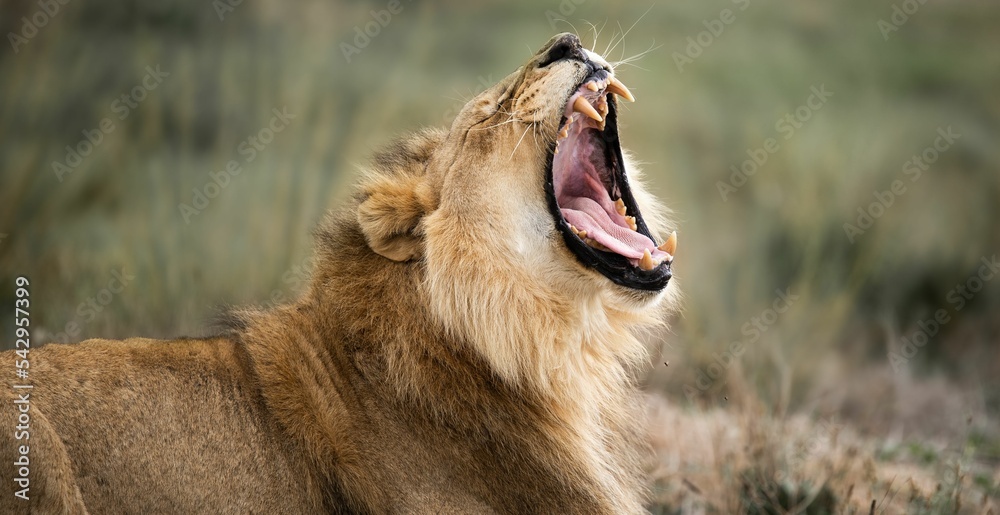 Majestic male African lion king of the jungle - Mighty wild animal of ...
