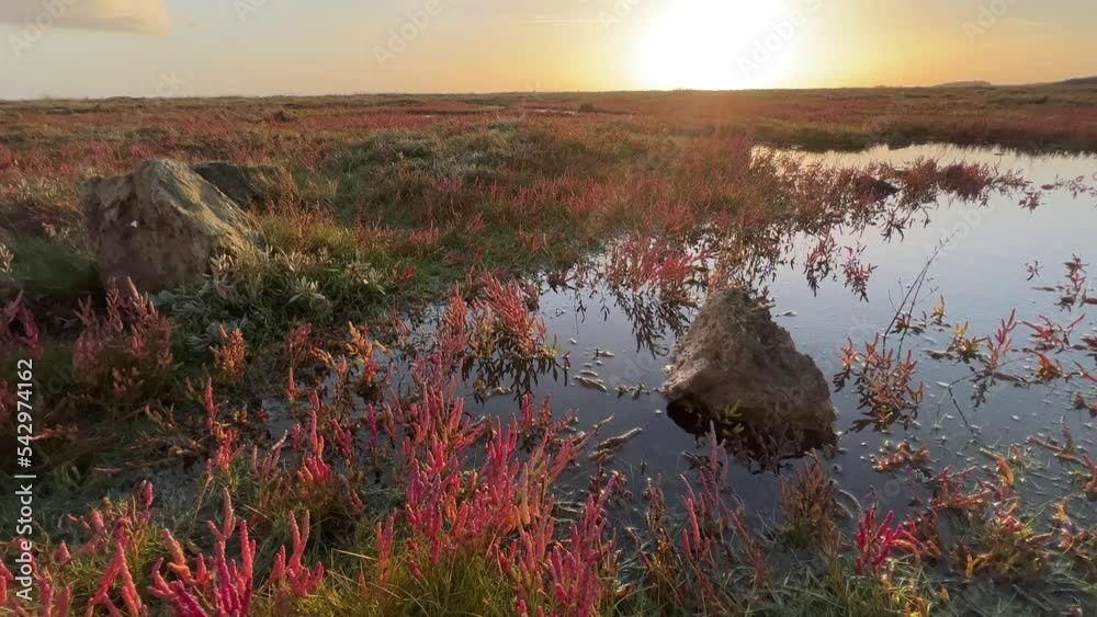 Sunset view of bog shallow marshlands lands with a small red marsh ...