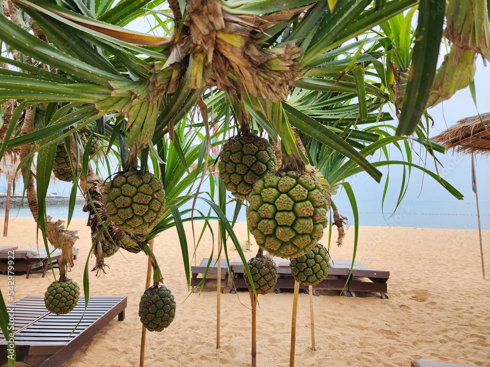 Raw fruit have green hanging on the tree of seaside plank planted on ...