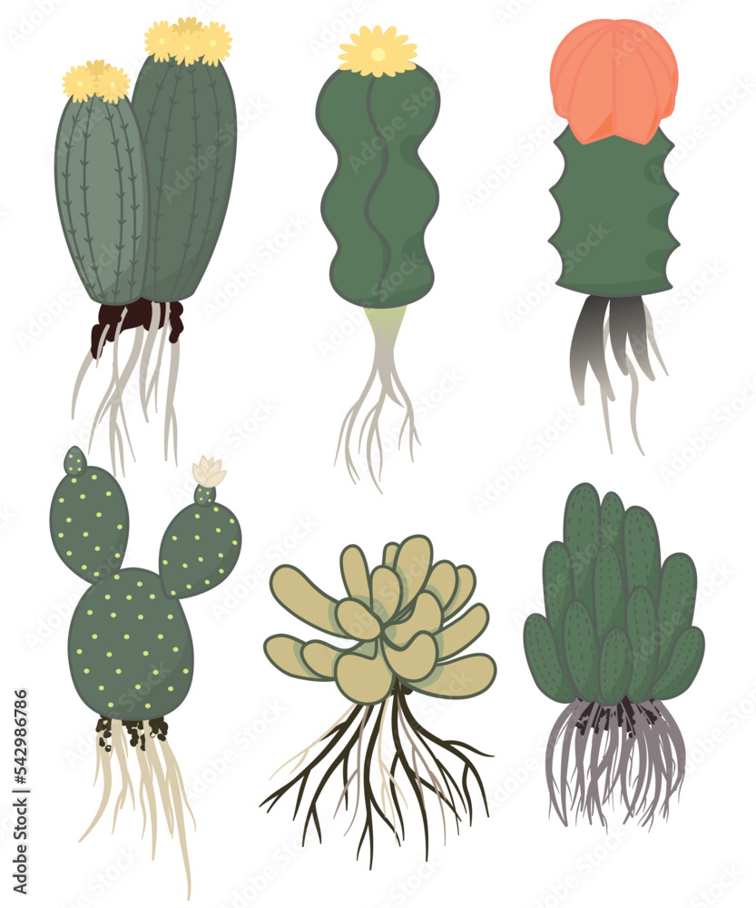 Roots cactus set in vintage style. The taproot and fibrous root system ...