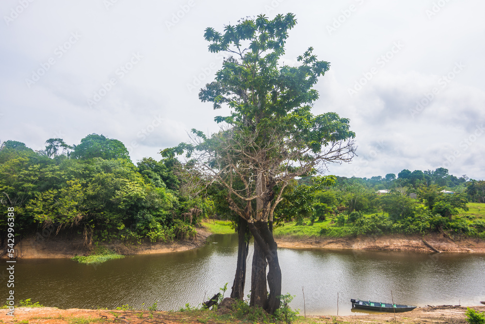 View of a tree at the amazon rainforest and a black mark of the river ...