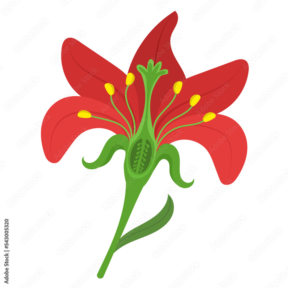 Parts of a flower and their functions. Stock Illustration | Adobe Stock