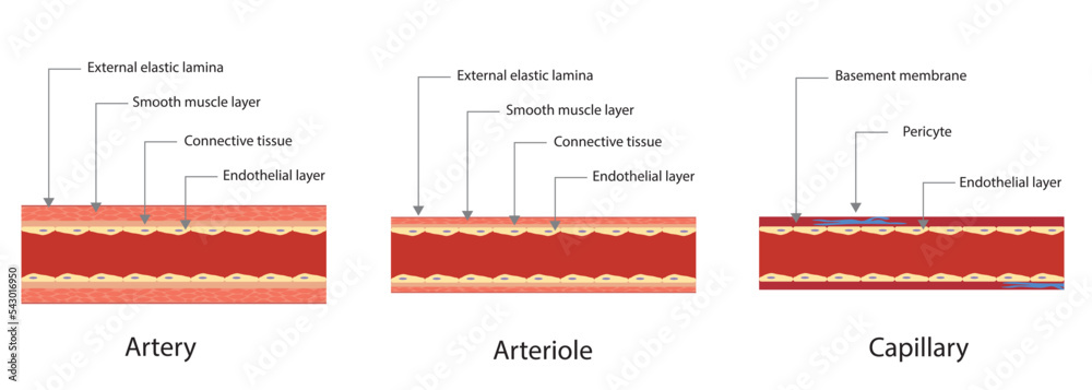 Artery, arterioles and capillary blood vessel cross section ilustration ...