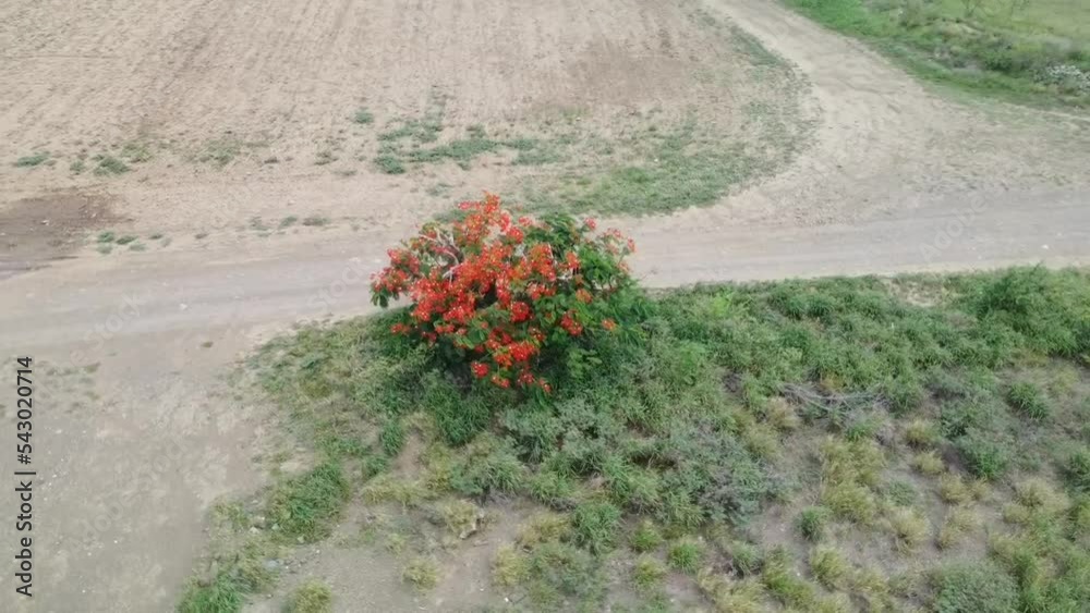 Aerial footage of a phoenix flower (delonix regia aka flamboyan) tree ...