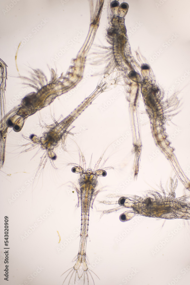 Foto de Shrimp, Zoea stage and Mysis stage of Vannamei shrimp in light ...