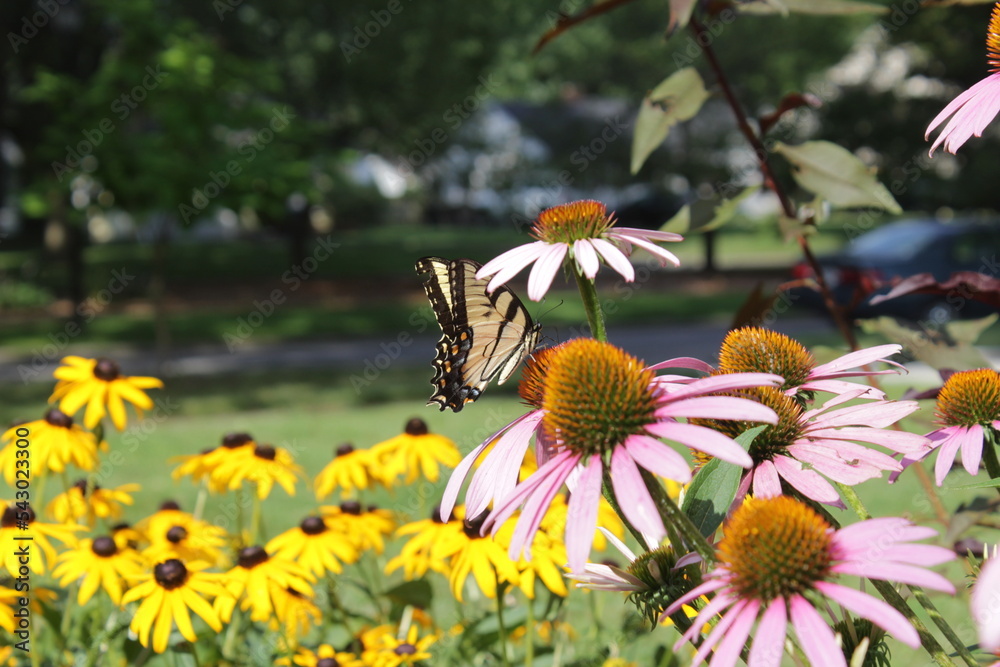 Eastern Tiger Swallowtail Papilio glaucus on purple coneflower ...