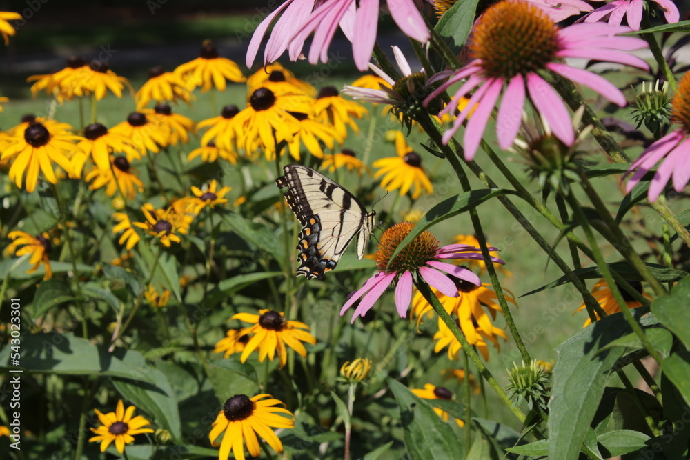 Eastern Tiger Swallowtail Papilio glaucus on purple coneflower ...