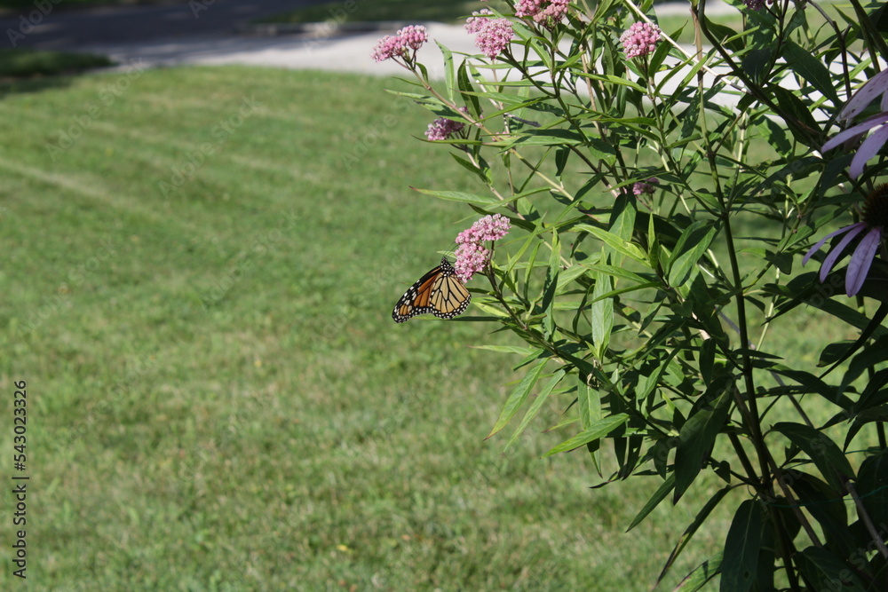 Monarch butterfly Danaus plexippus on swamp milkweed Asclepias ...