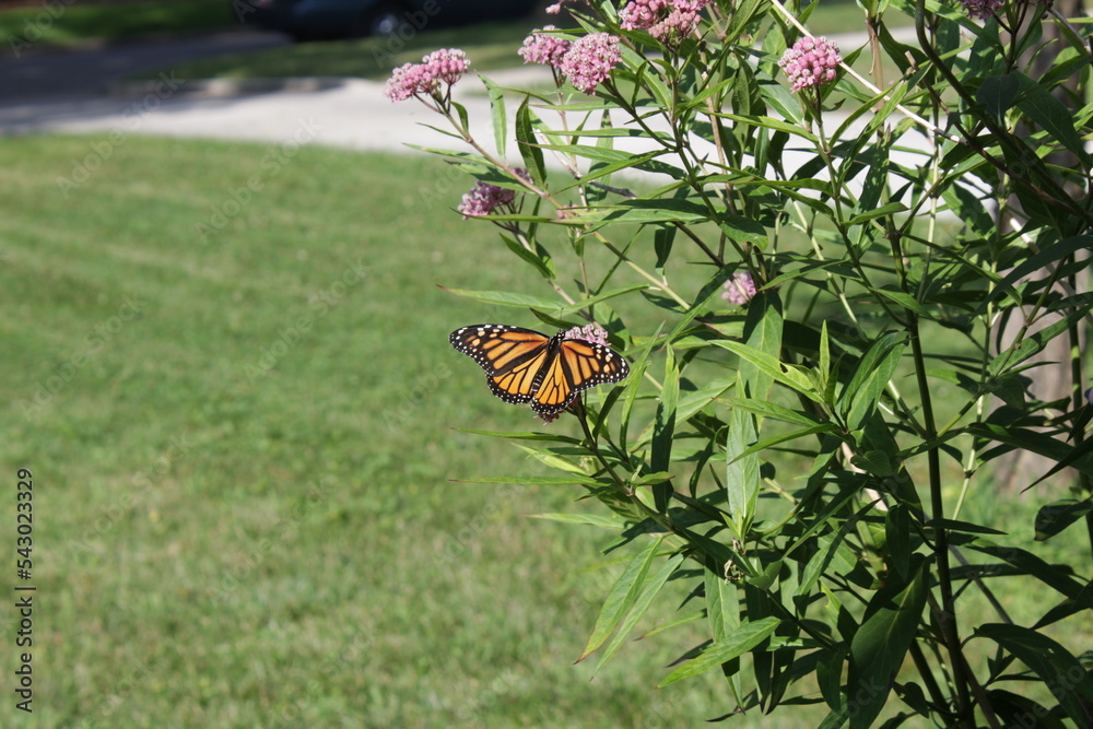 Monarch butterfly Danaus plexippus on swamp milkweed Asclepias ...