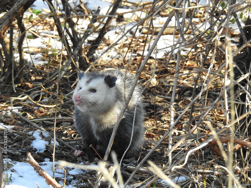 Opossum living in the woodland forest of the Sandy Hook, Gateway ...