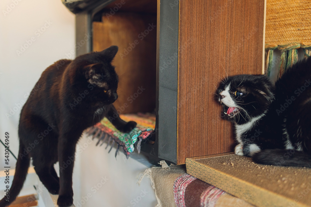 adorable young tabby cat fighting with cat. Stock Photo | Adobe Stock