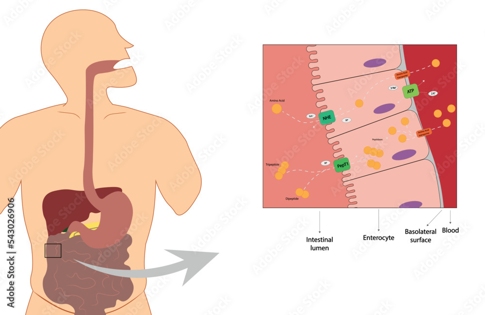 Protein absorption in the small intestine. Diagram of the absorptian ...