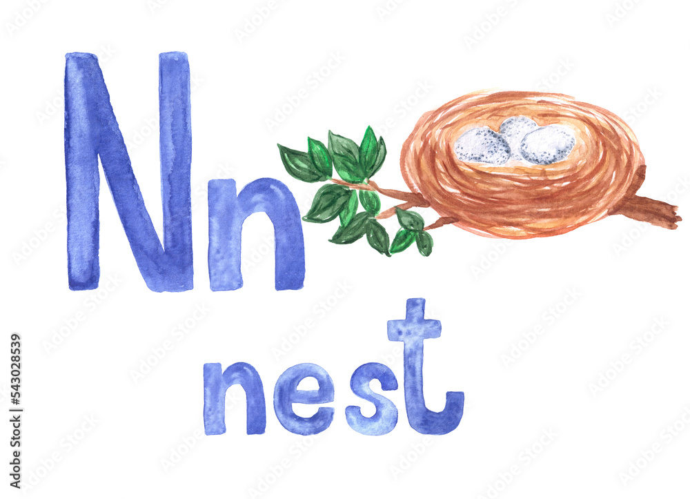 Aquarelle letter N for written word "nest", pictured book, card for education.Watercolor hand ...