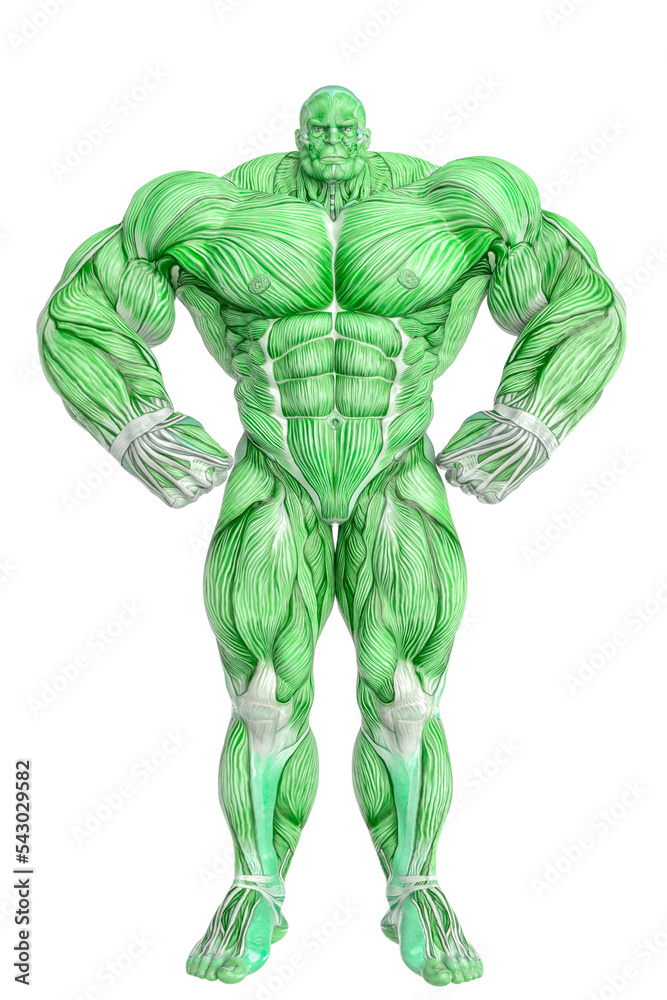 muscle maps of a strong man standing up with power Stock Illustration ...