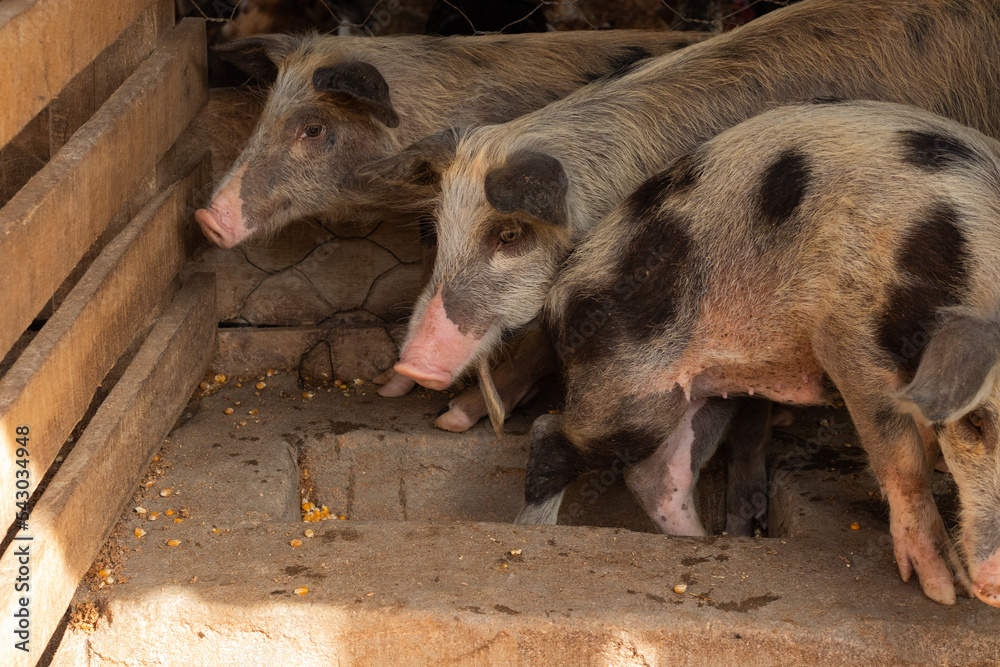 Farm pigs sharing a pigsty in the countryside of Brazil - Porquinhos ...