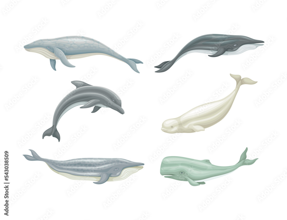 Sea mammal animals set. Whale, killer whale, dolphin, beluga and ...