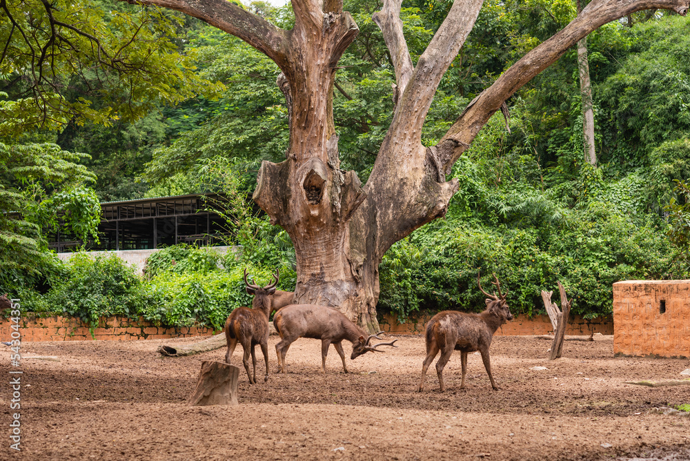 The Javan rusa or Sunda sambar (Rusa timorensis) is a deer species that ...