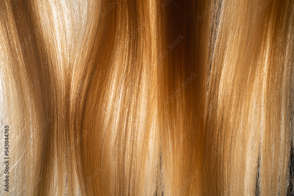 Natural piece locks of white smooth hair illuminated by light. Women's ...