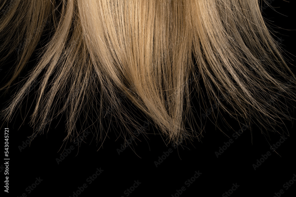 Natural curl of white hair illuminated on black isolated studio ...